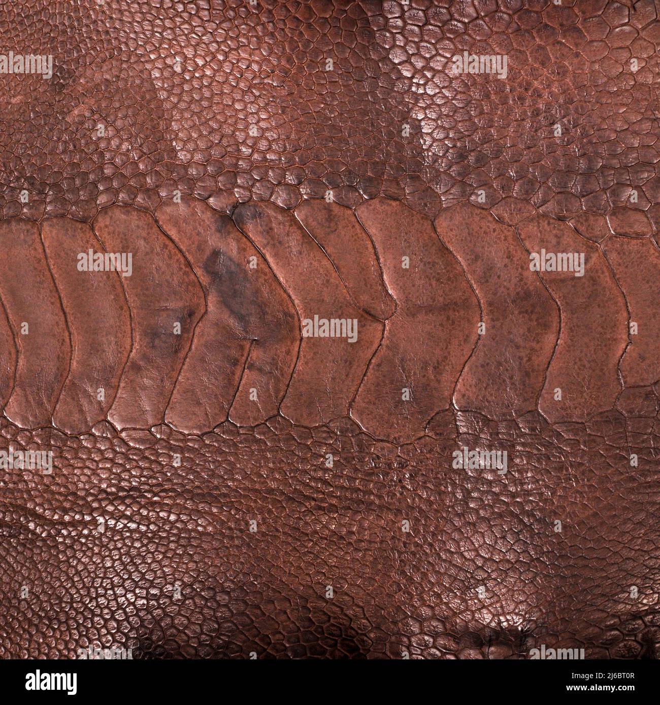 Ostrich leg leather brown texture isolated on a white background Stock ...