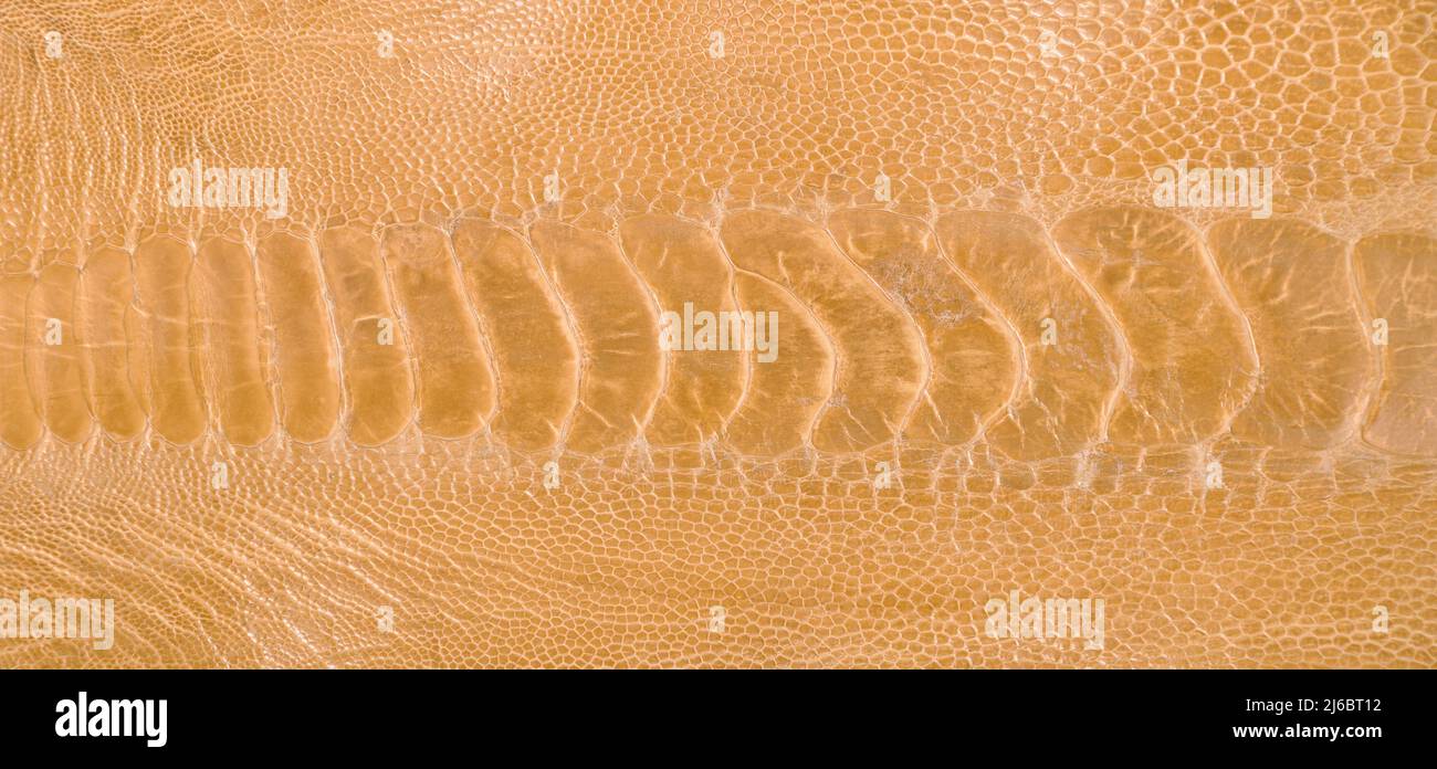 Ostrich leg leather beige texture isolated on a white background Stock ...