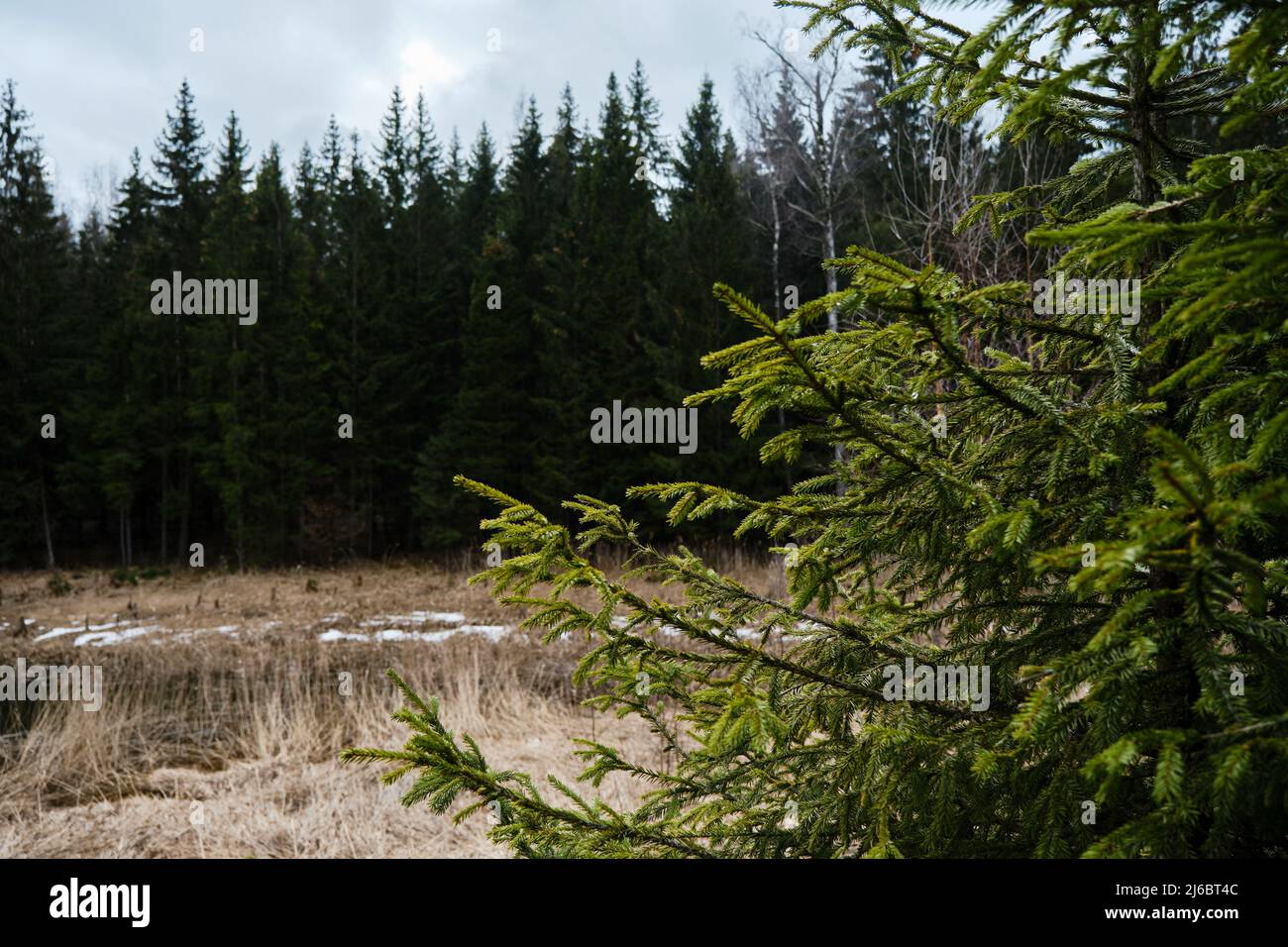 Bald branches with grass as background hi-res stock photography and ...