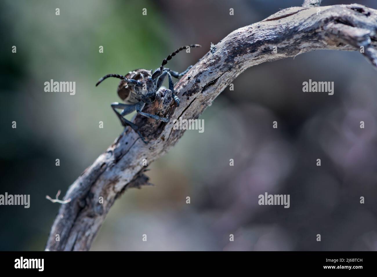 Greek longhorn beetles hi-res stock photography and images - Alamy