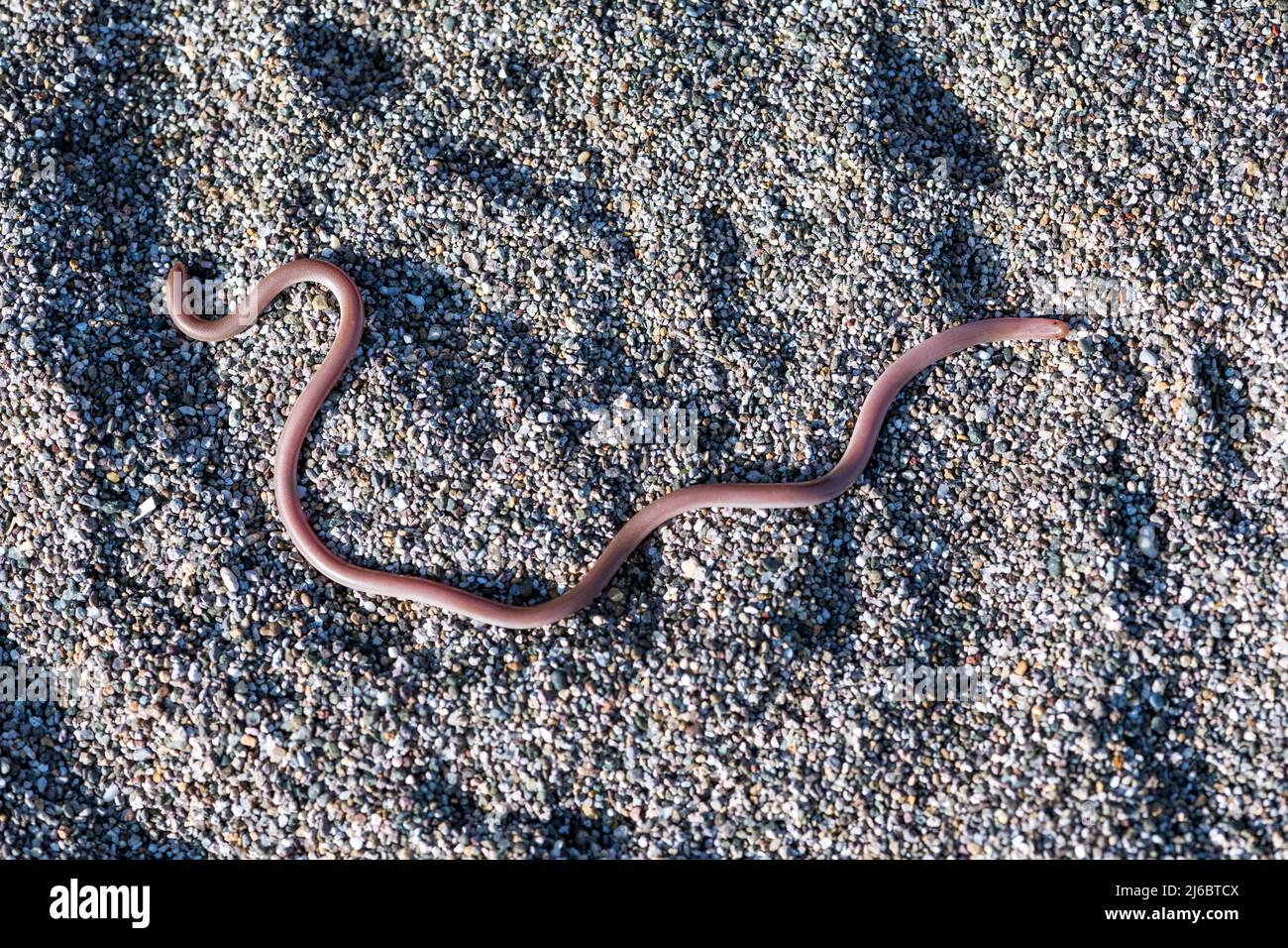 Worm snake hi-res stock photography and images - Alamy