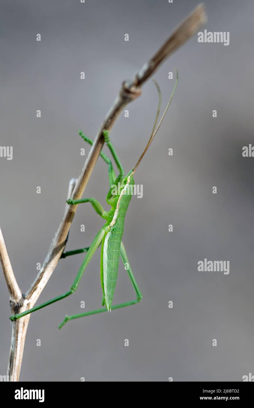 Saga natoliae, Grasshopper nymph, Balkan Predatory Bush-cricket. Levsos ...