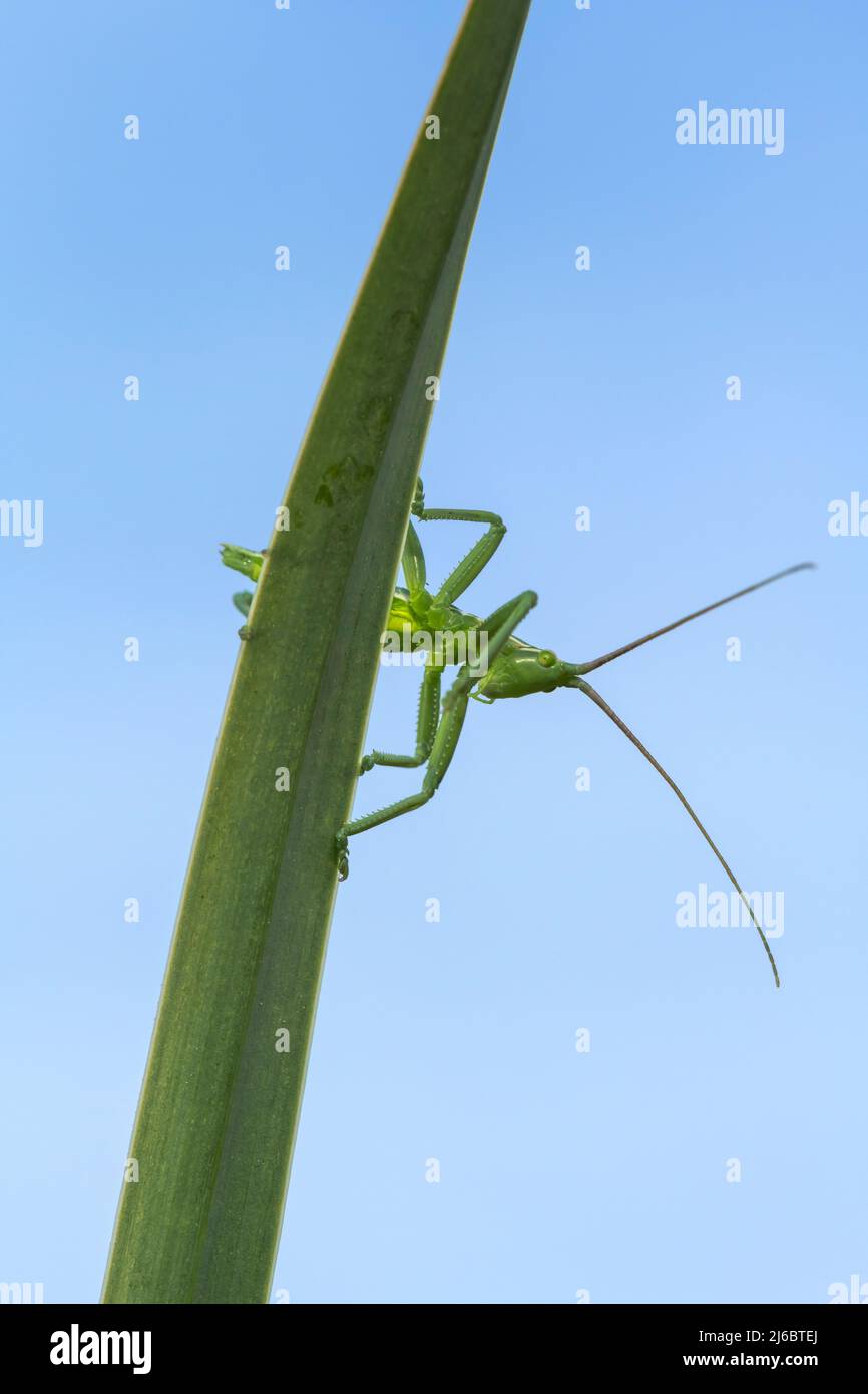 Saga natoliae, Grasshopper nymph, Balkan Predatory Bush-cricket. Levsos ...