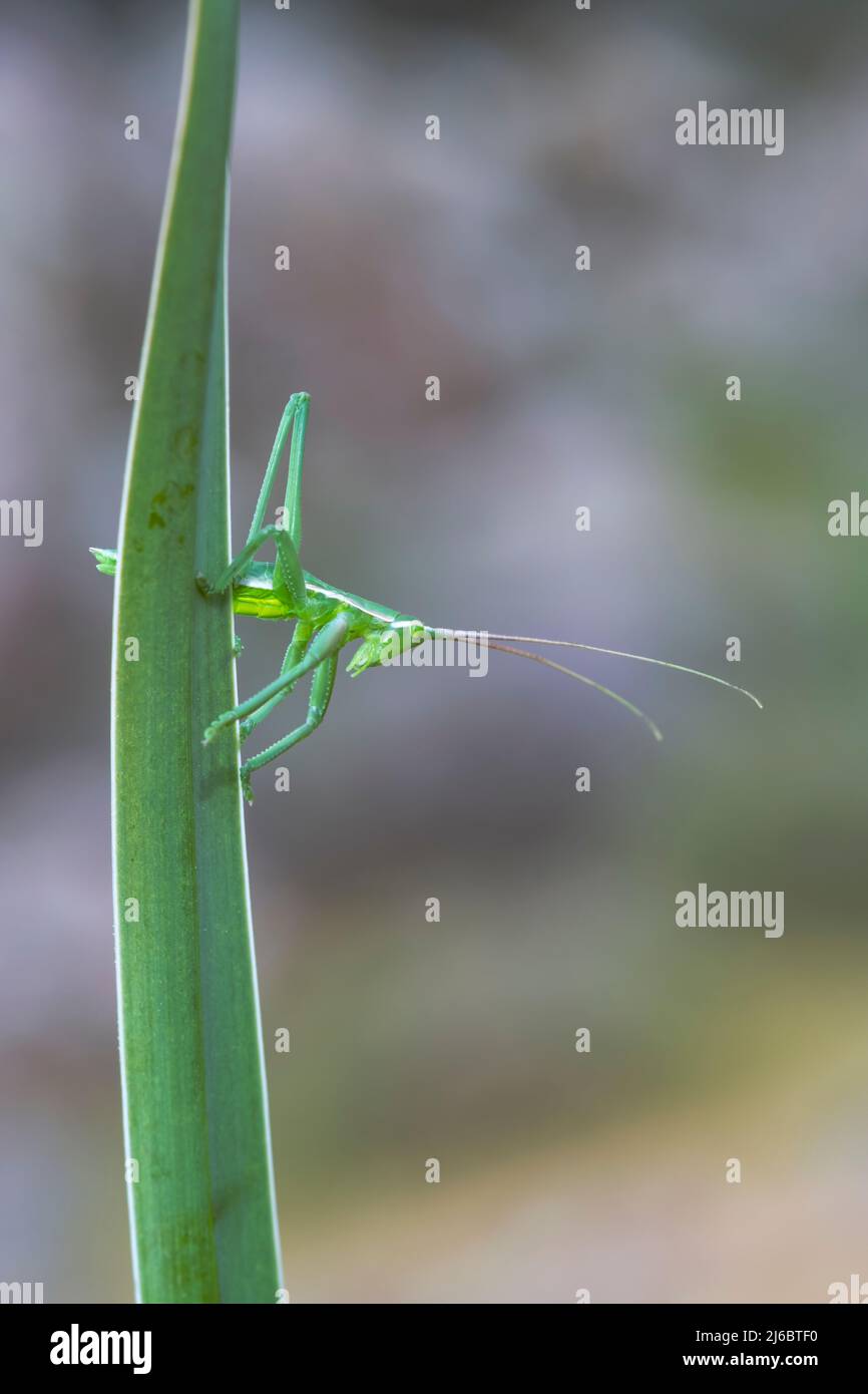 Saga natoliae, Grasshopper nymph, Balkan Predatory Bush-cricket. Levsos ...