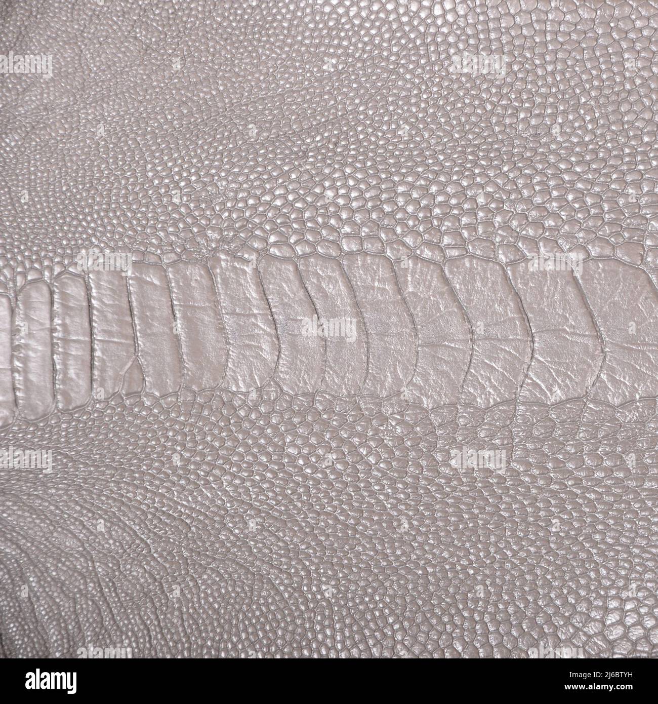 Ostrich leg leather grey texture isolated on a white background Stock ...