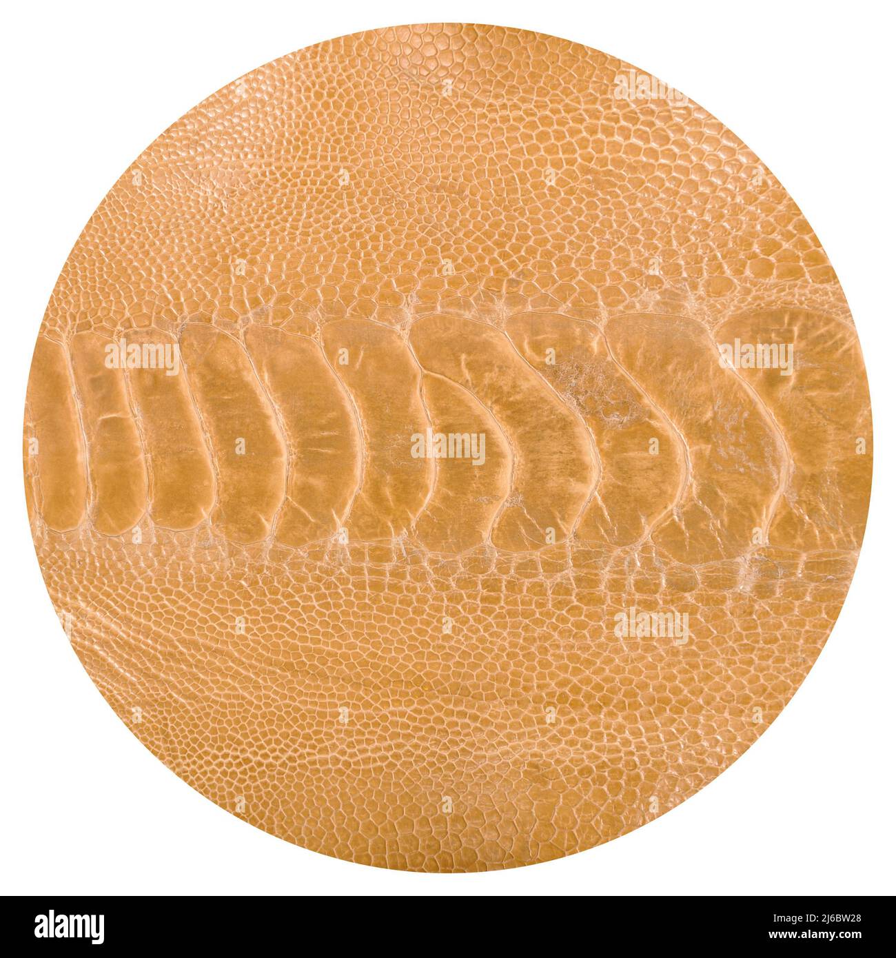 Ostrich leg leather beige texture isolated on a white background Stock ...