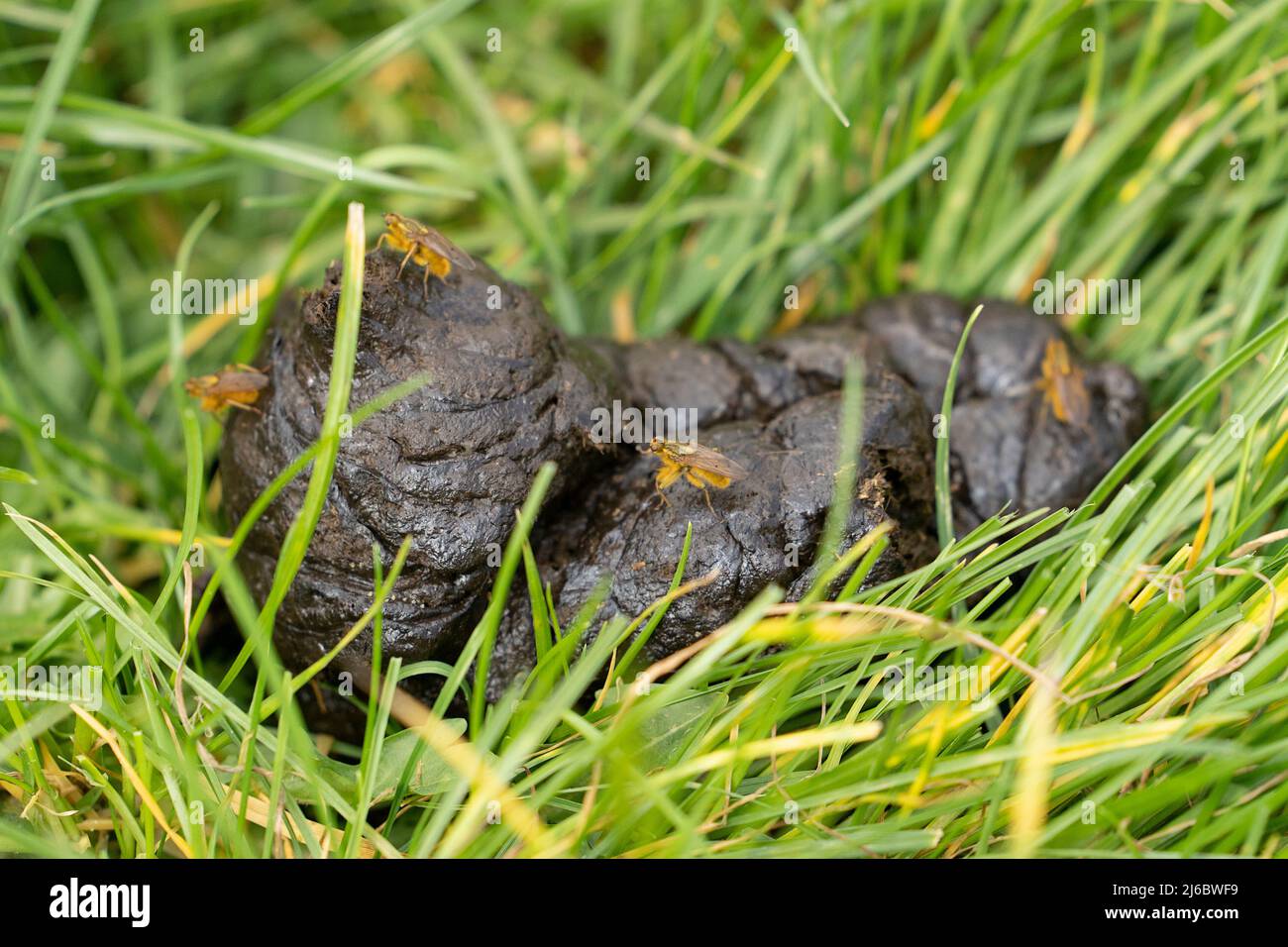A Close up of a cow poop, dung or droppings with yellow dung fly ...