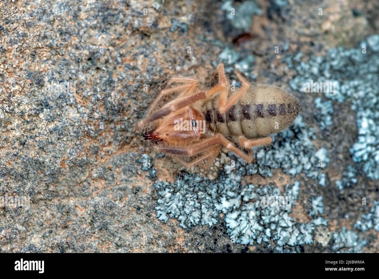 Galeodes graecus, Sun Spider. Levsos Stock Photo - Alamy