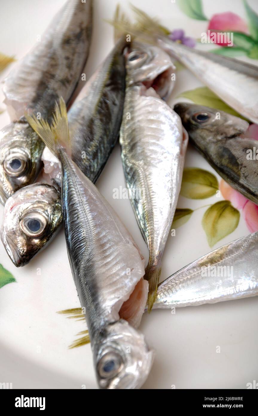 Cleaned and ready to cook fresh fish horse mackerel, istavrit fish, in ...