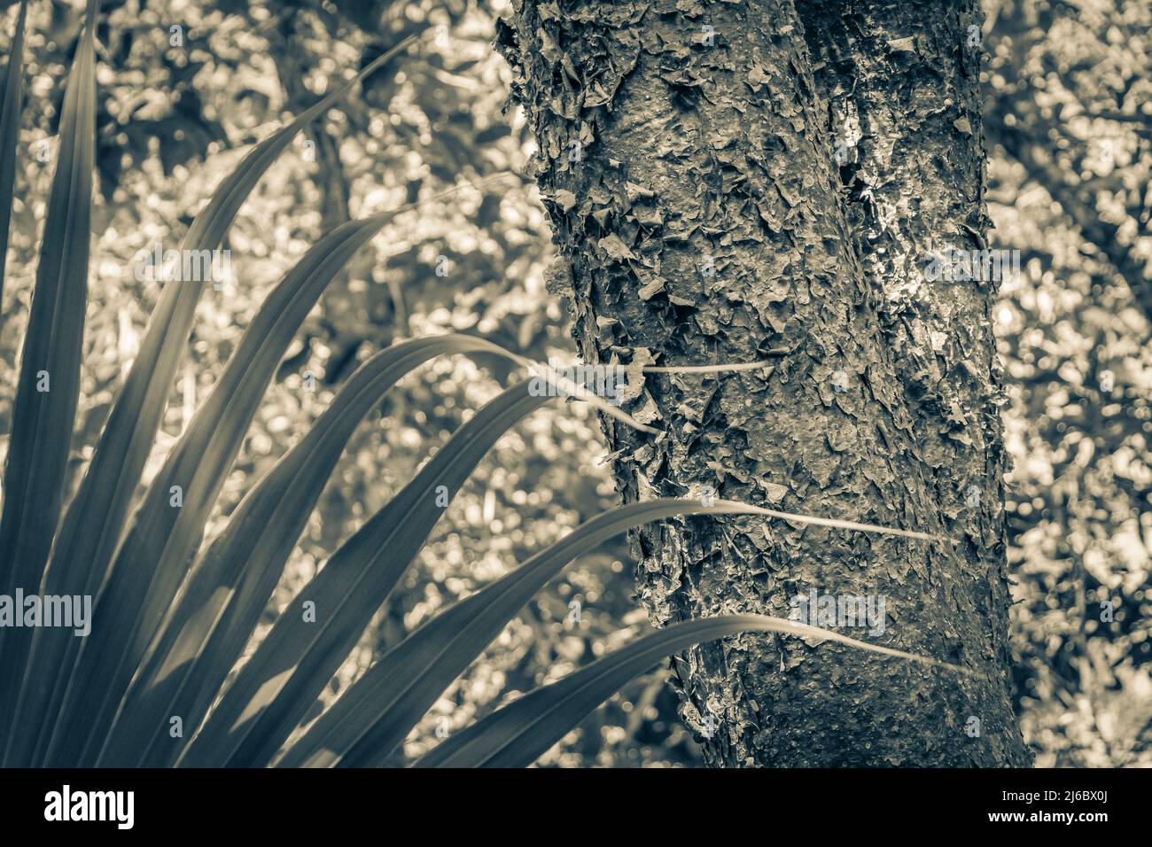 Black and white picture of the tropical Gumbo-limbo tree with peeling ...