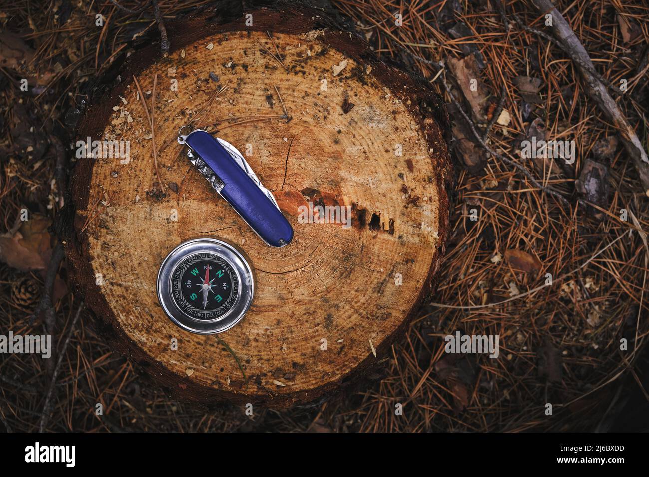 Penknife and compass on stump sawn pine tree against background forest ...
