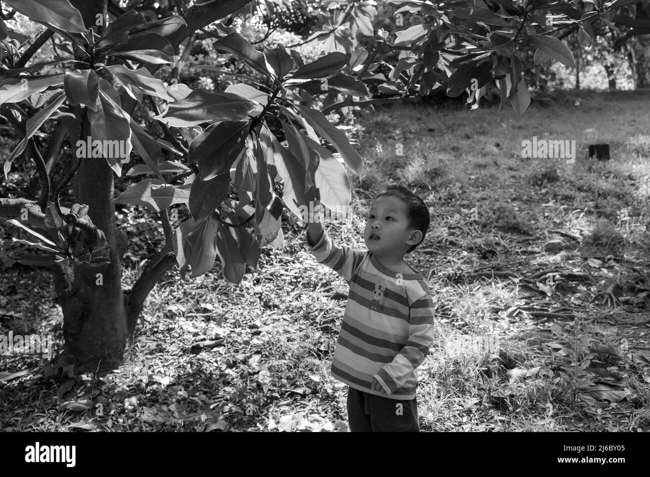Boy touching tree hi-res stock photography and images - Alamy