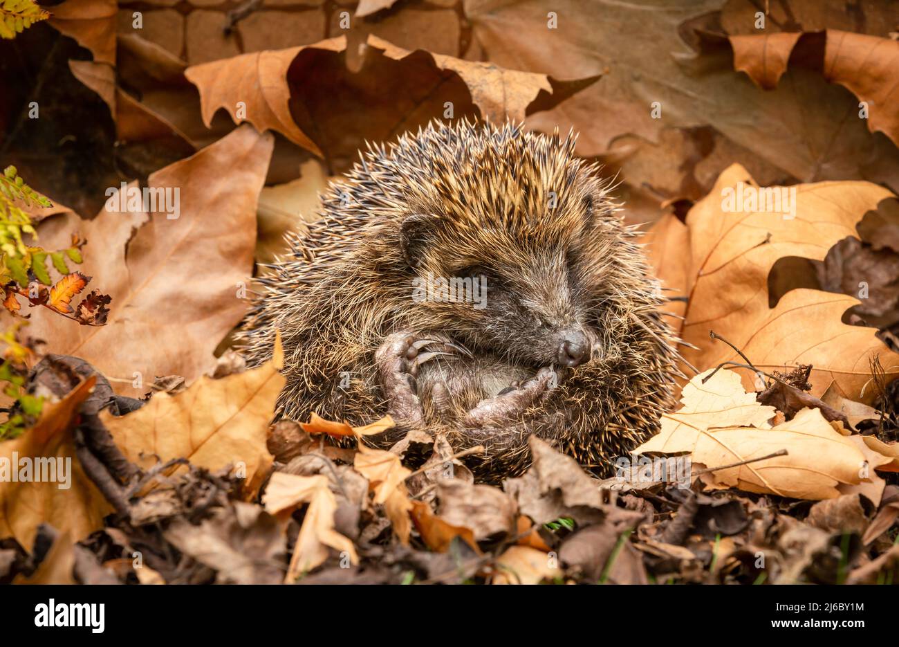Hedgehog, Scientific name: Erinaceus Europaeus. Close up of a wild ...