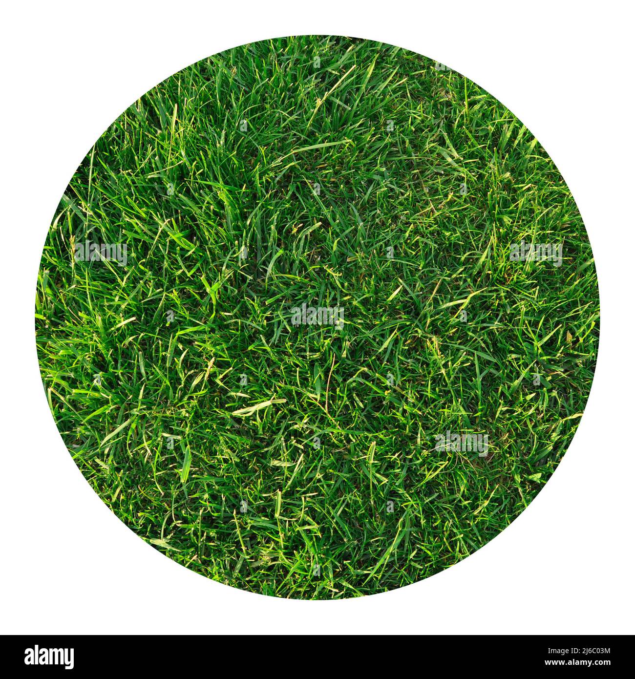 Green grass nature background, natural texture of plant in close-up ...