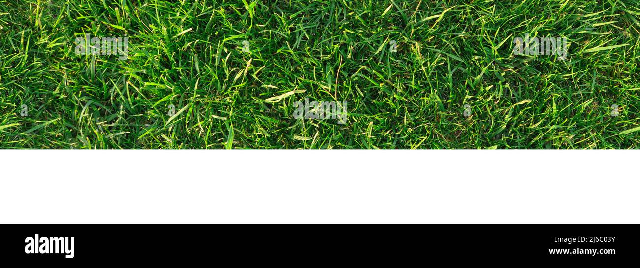 Green grass nature background, natural texture of plant in close-up ...