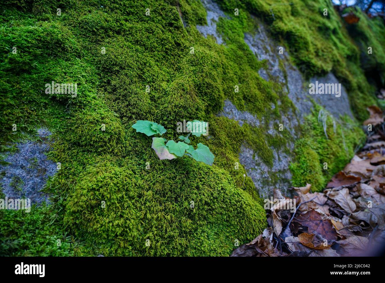 Stone with moss texture hi-res stock photography and images - Alamy
