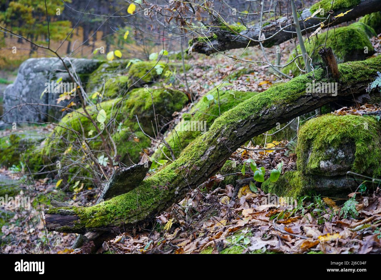 Moss on rock face hi-res stock photography and images - Alamy
