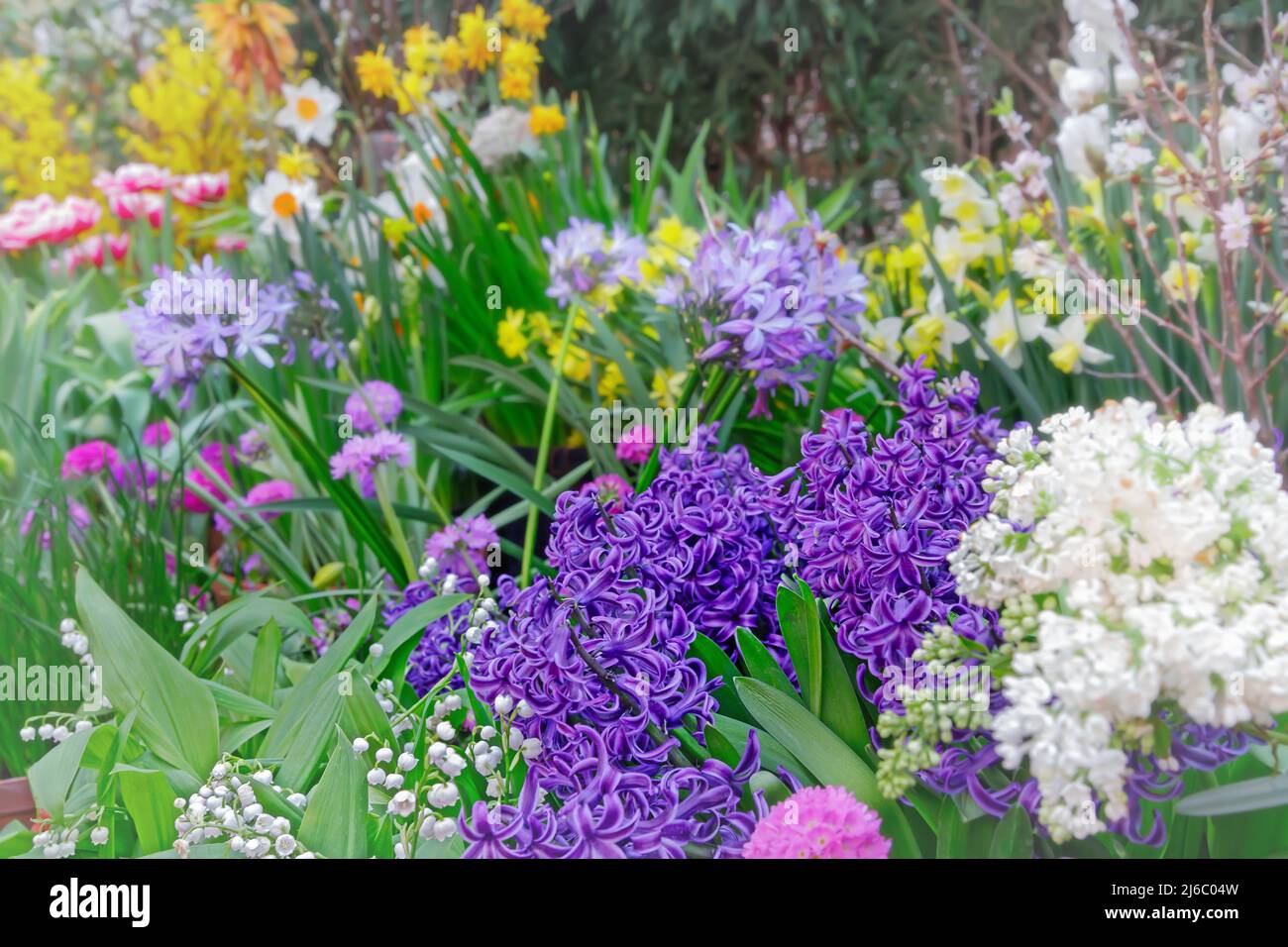 Spring background with hyacinths, traditional easter flowers, flower ...