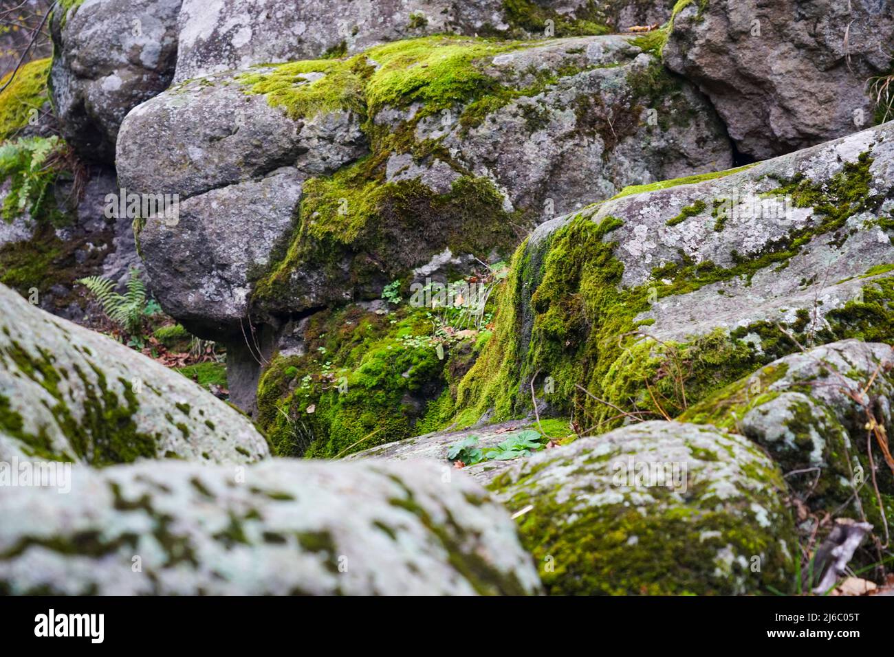 A large stone overgrown with moss lies among the trees. Stone and moss ...