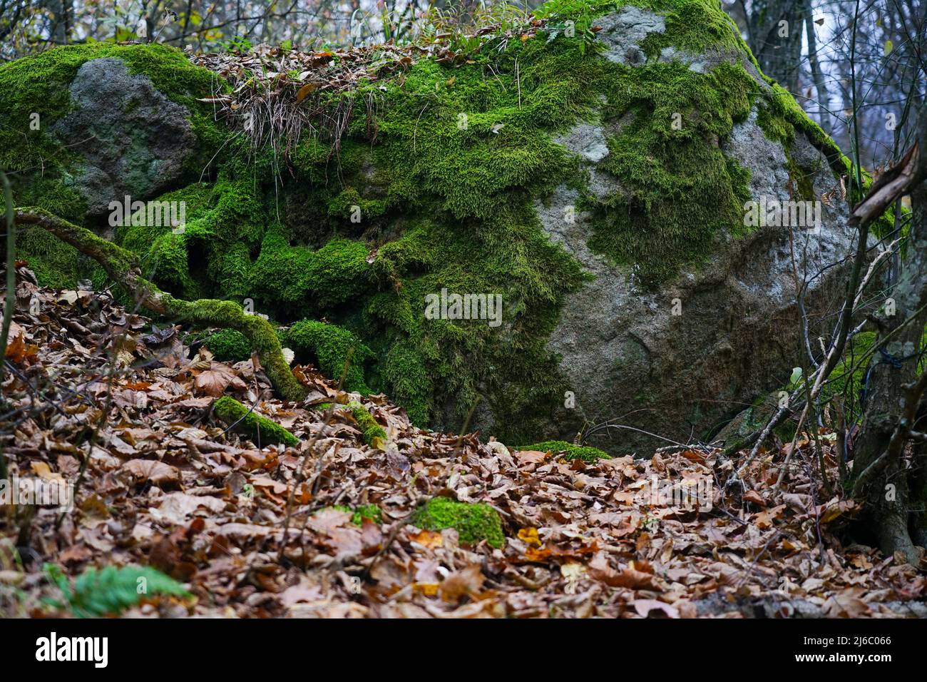 Stone with moss texture hi-res stock photography and images - Alamy