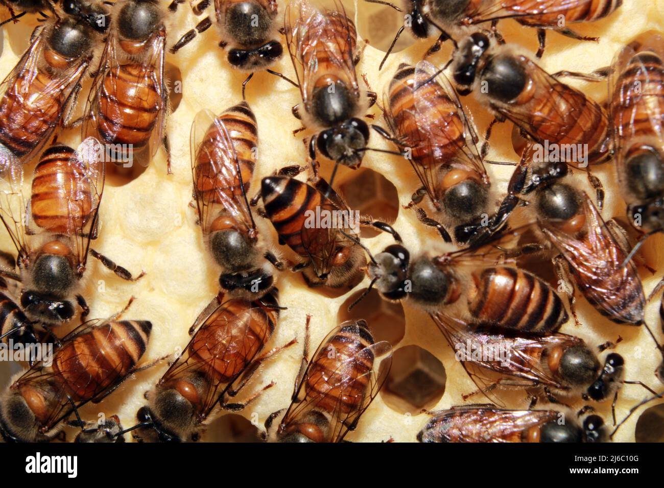 Close up view of the working bees on honey cells, apis cerana indica ...