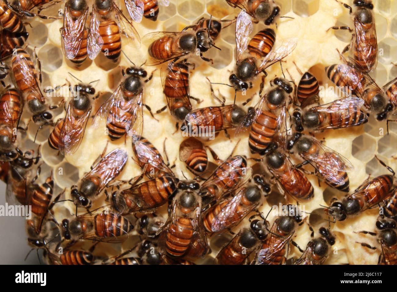 Close up view of the working bees on honey cells, apis cerana indica ...