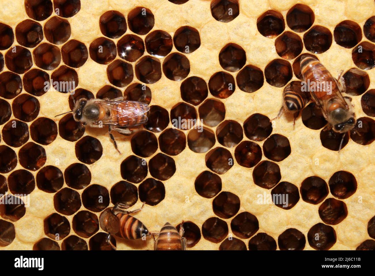 Close up view of the working bees on honey cells, apis cerana indica ...