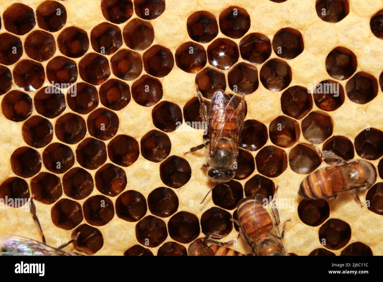Close up view of the working bees on honey cells, apis cerana indica ...