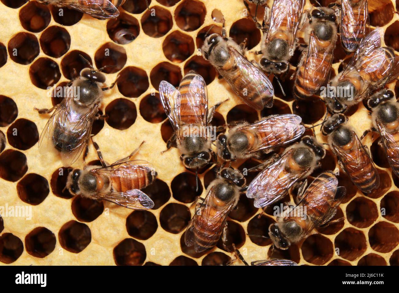 Close up view of the working bees on honey cells, apis cerana indica ...