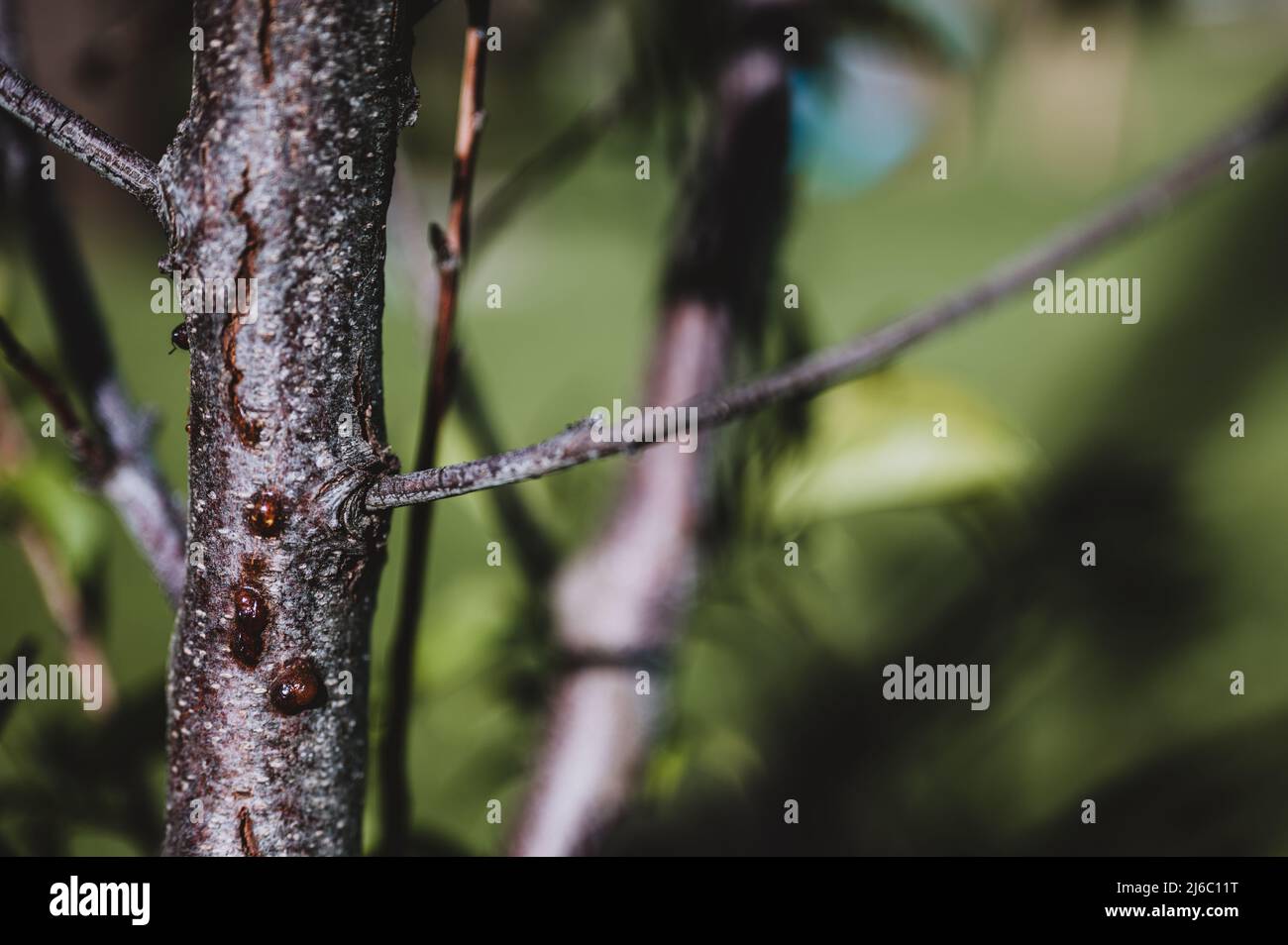 damaged bark of on a peach tree in the spring caused by an infestation ...