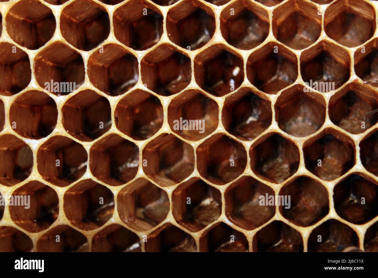 Hexagonal cell texture hi-res stock photography and images - Alamy