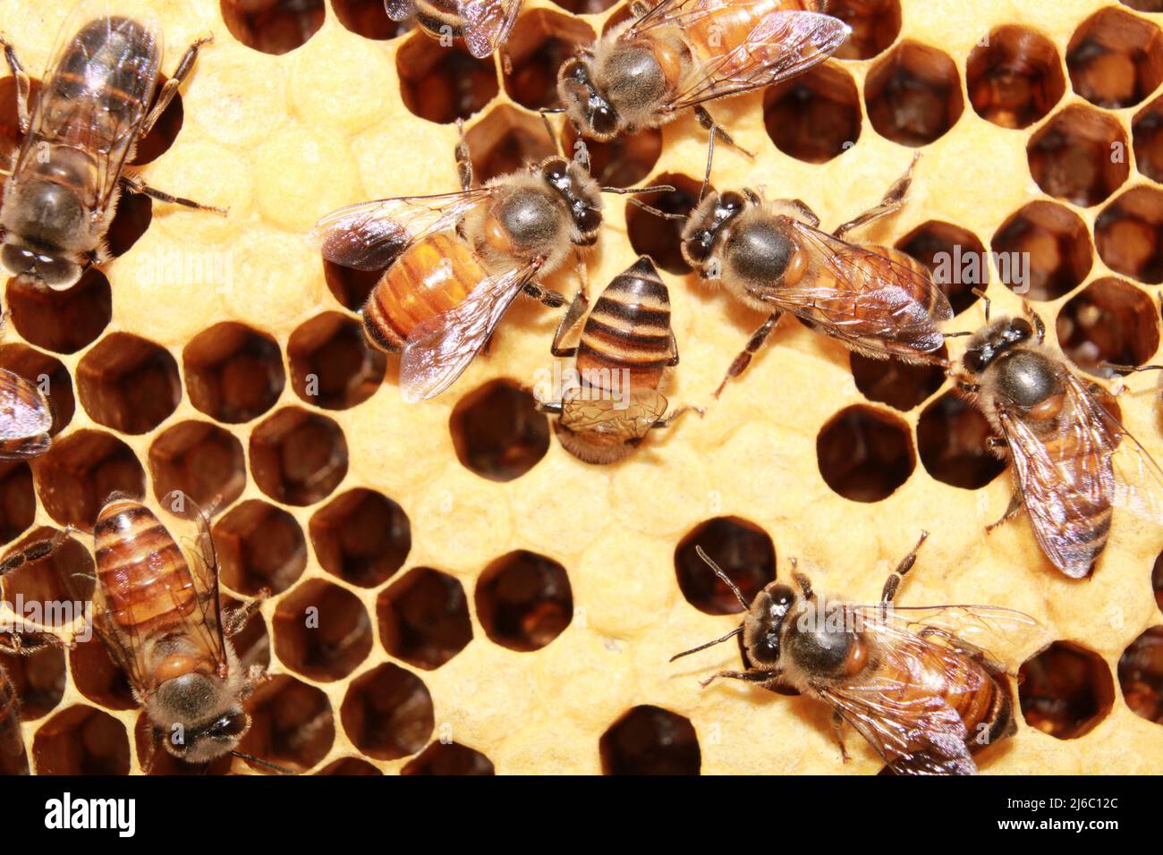 Close up view of the working bees on honey cells, apis cerana indica ...