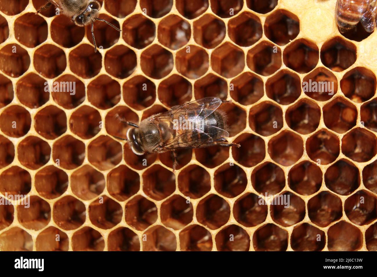 Close up view of the working bees on honey cells, apis cerana indica ...