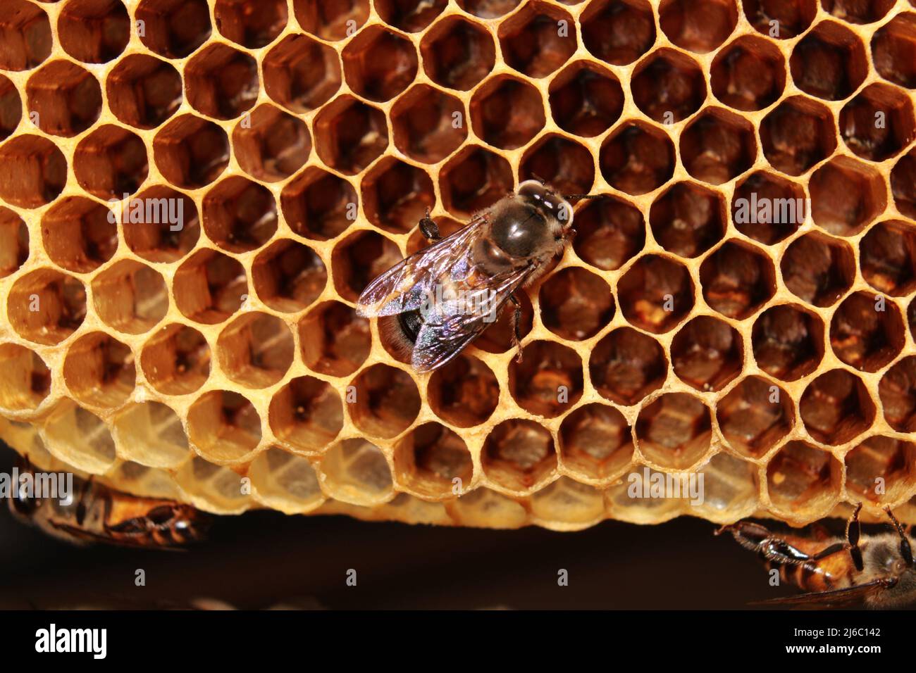 Close up view of the working bees on honey cells, apis cerana indica ...