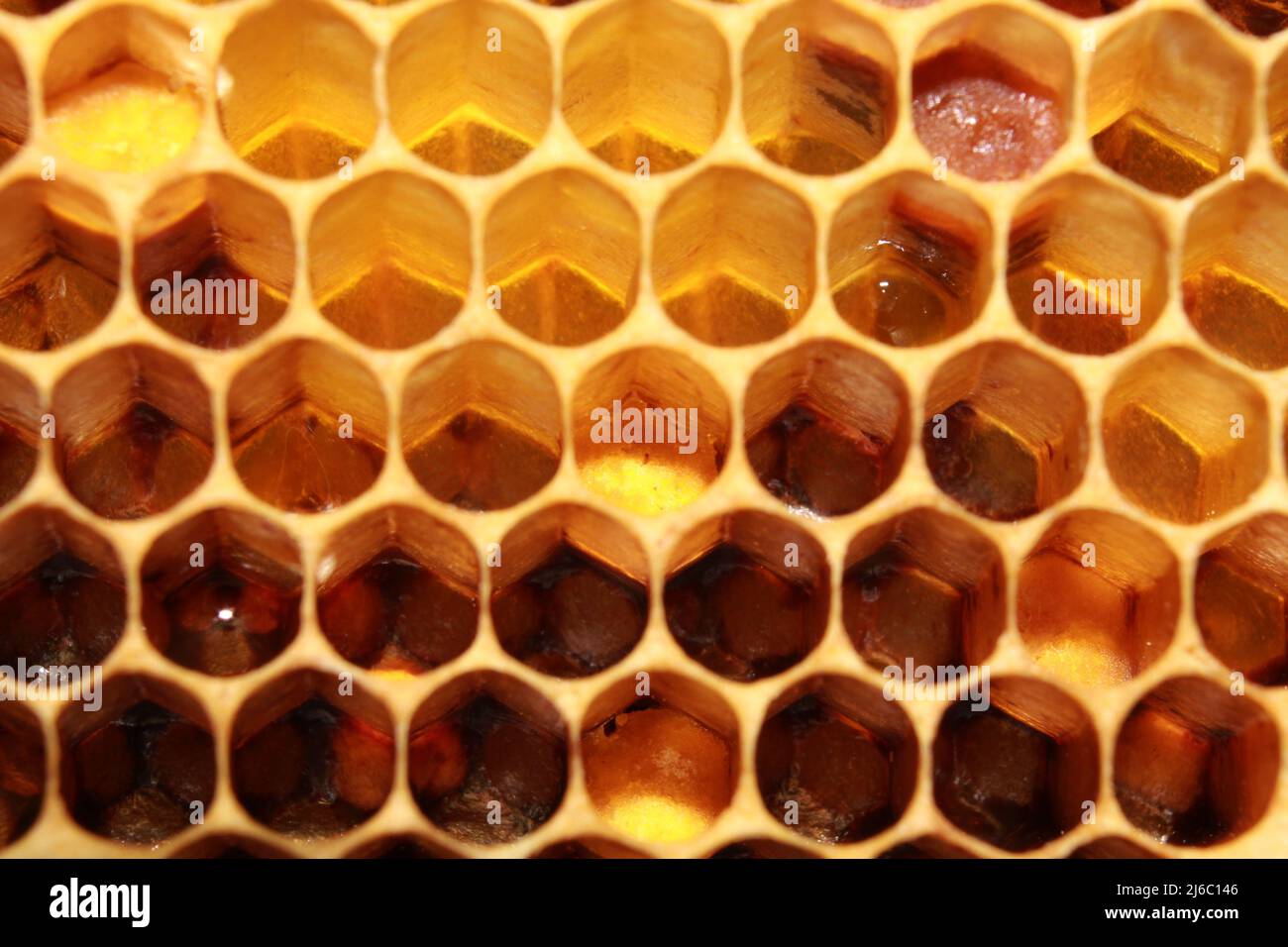 Hexagonal cell texture hi-res stock photography and images - Alamy