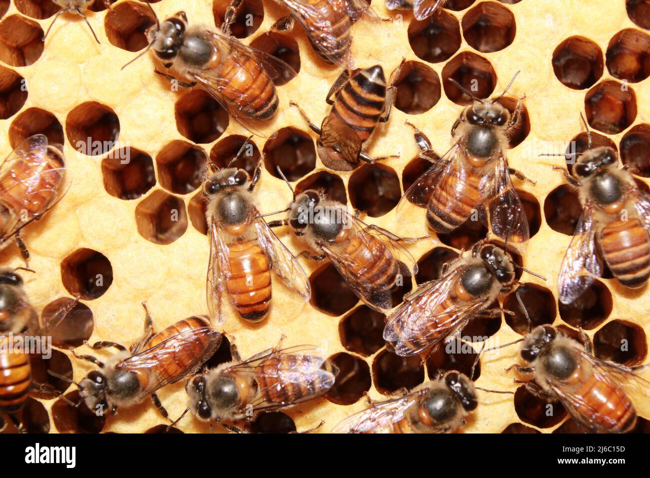 Close up view of the working bees on honey cells, apis cerana indica ...