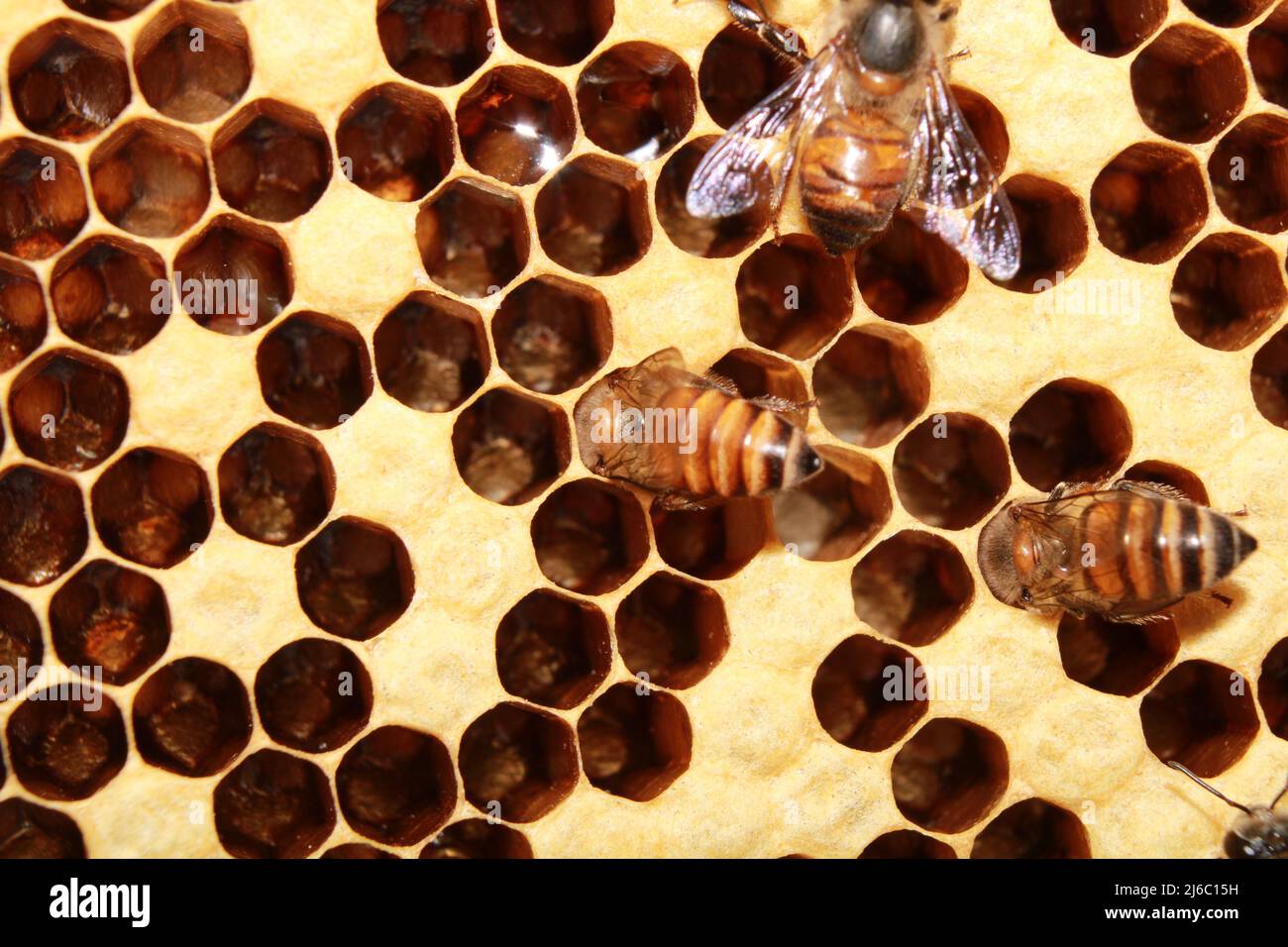 Close up view of the working bees on honey cells, apis cerana indica ...