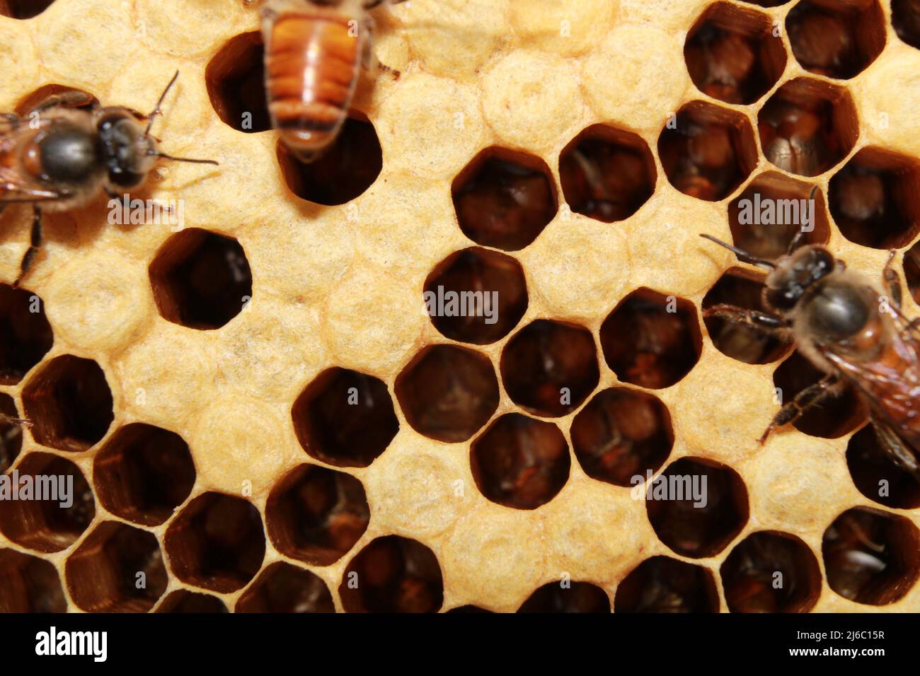 Apis cerana hive hi-res stock photography and images - Alamy