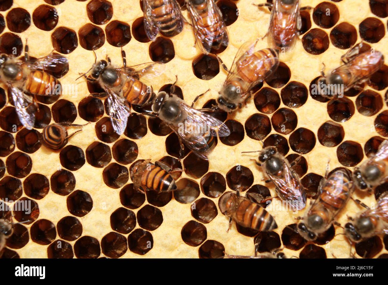 Close up view of the working bees on honey cells, apis cerana indica ...