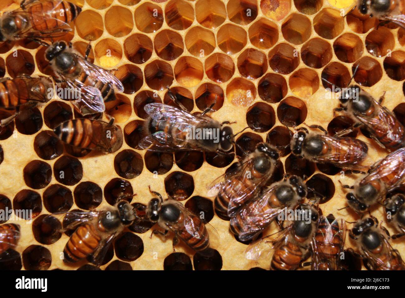 Close up view of the working bees on honey cells, apis cerana indica ...