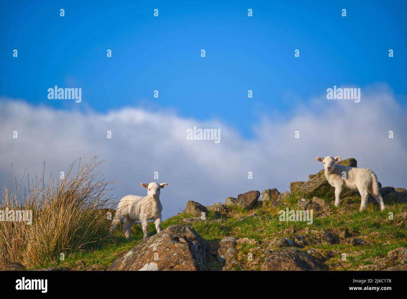 Scottish Blackface Sheep Stock Photo - Alamy