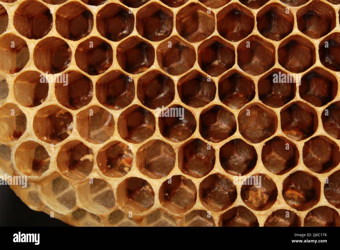 Close up view of the working bees on honey cells, apis cerana indica ...