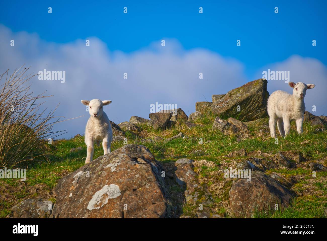 Scottish Blackface Sheep Stock Photo - Alamy