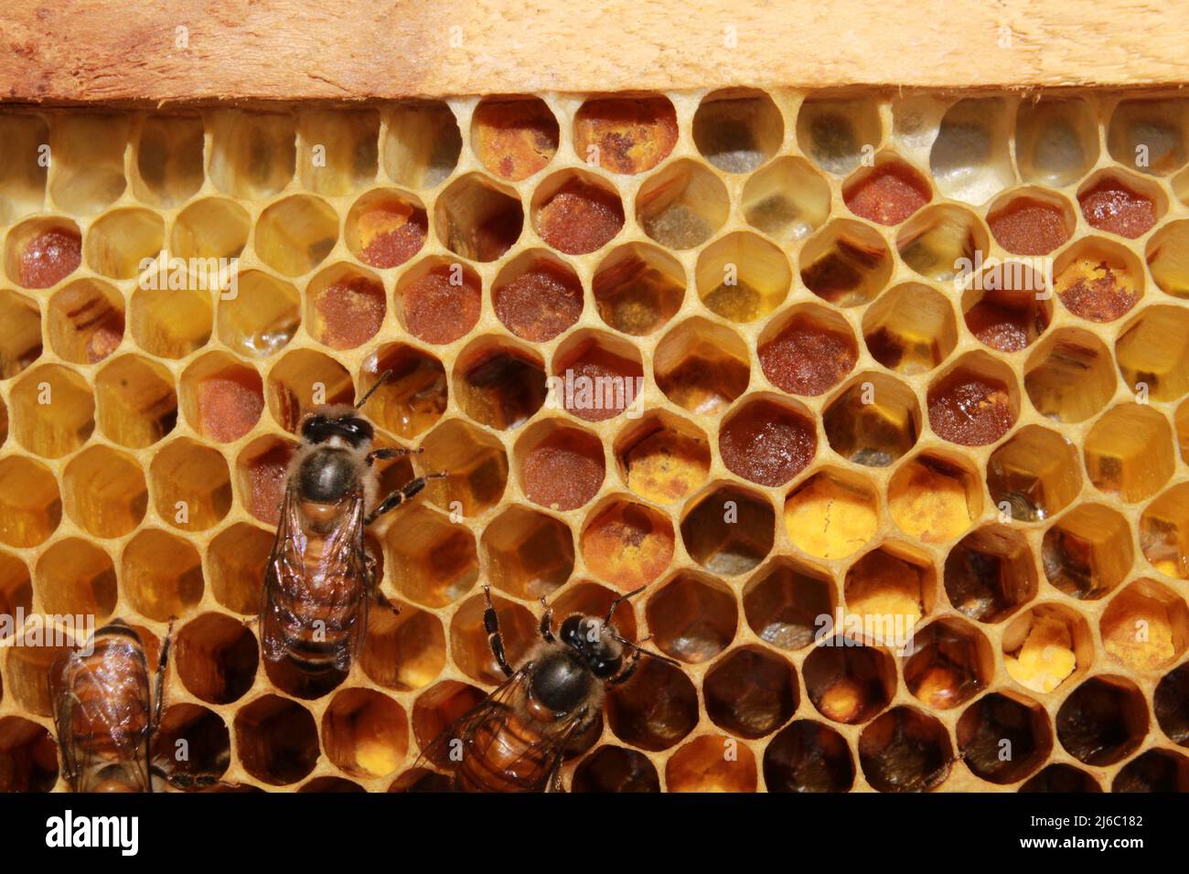 Close up view of the working bees on honey cells, apis cerana indica ...