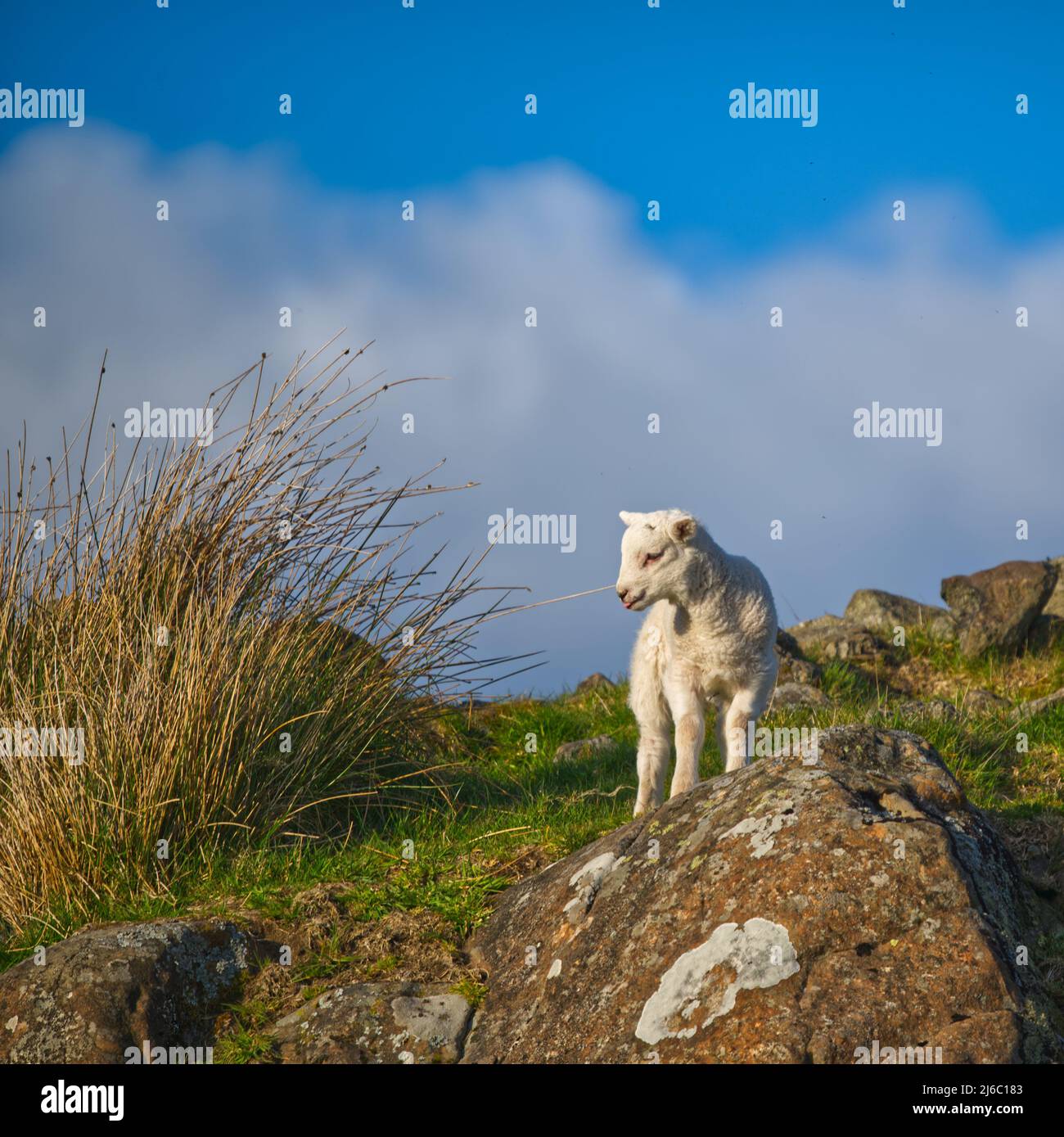 Scottish Blackface Sheep Stock Photo - Alamy