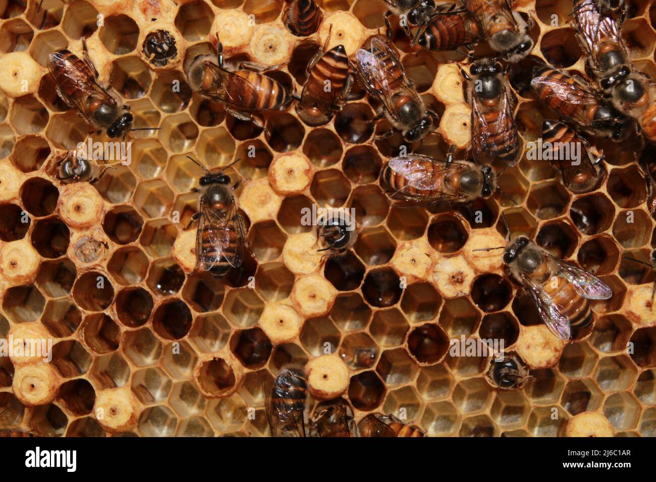 Close up view of the working bees on honey cells, apis cerana indica ...