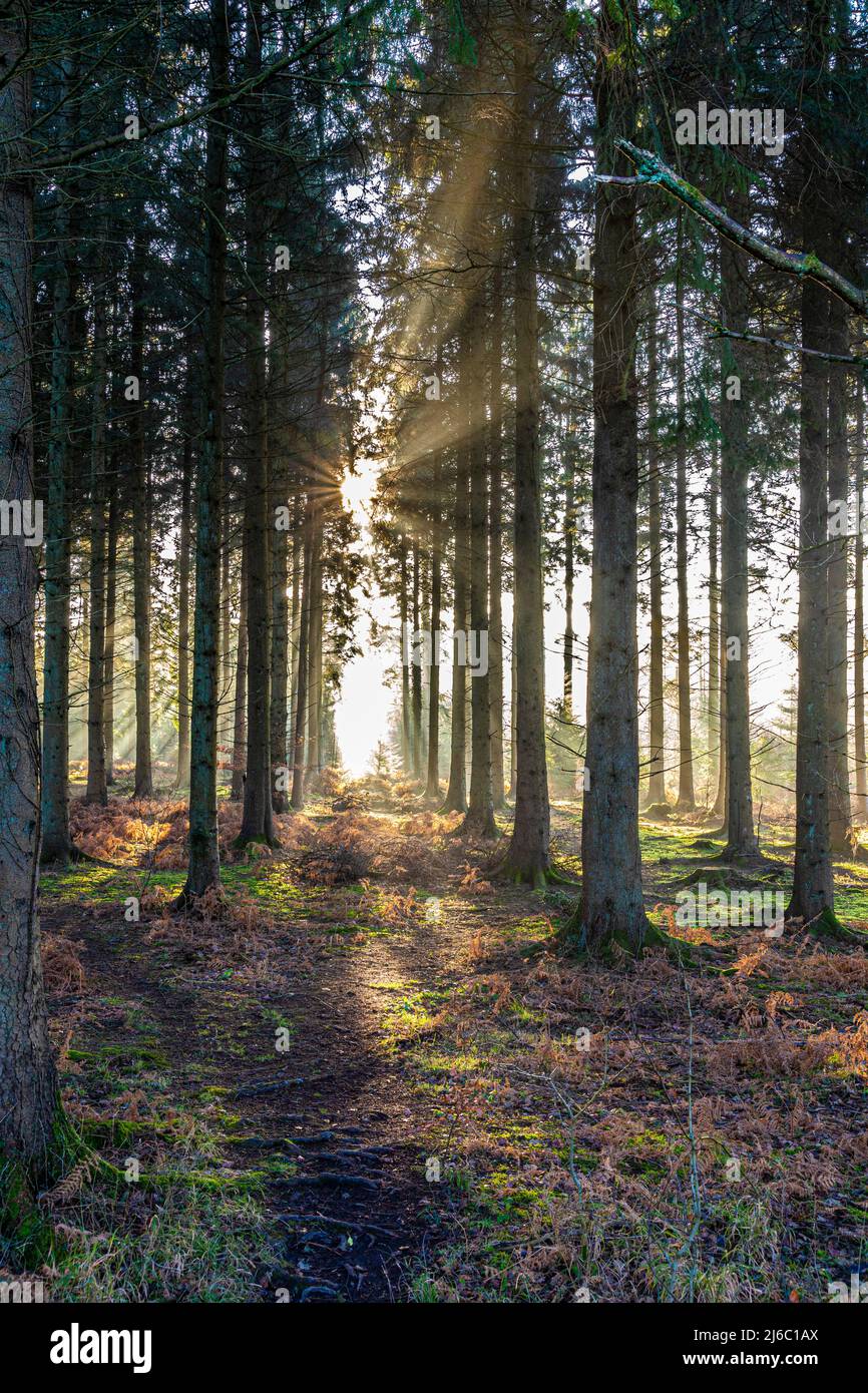 Winter in the Forest of Dean - Early morning mist near Ruspidge ...