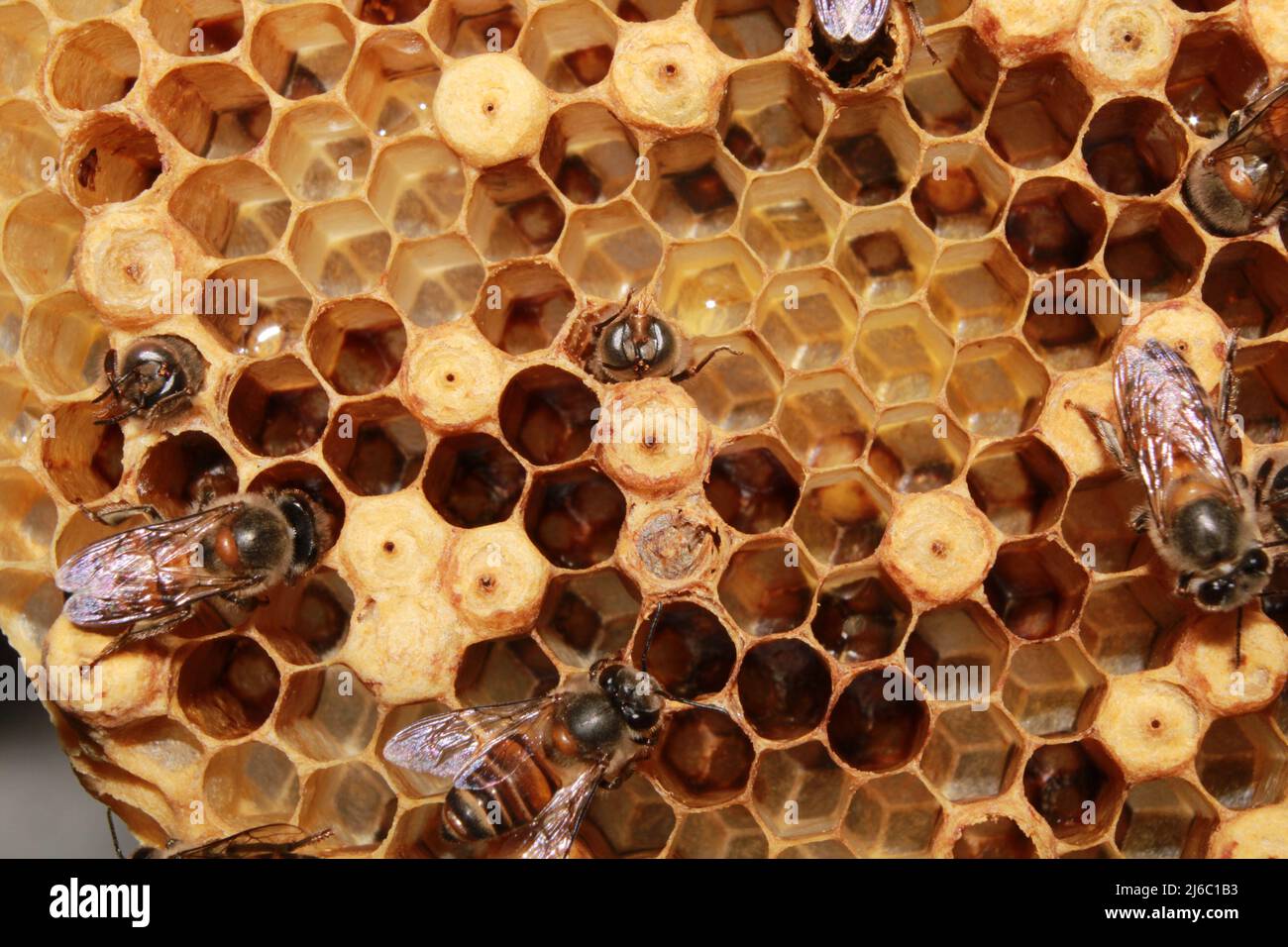 Close up view of the working bees on honey cells, apis cerana indica ...