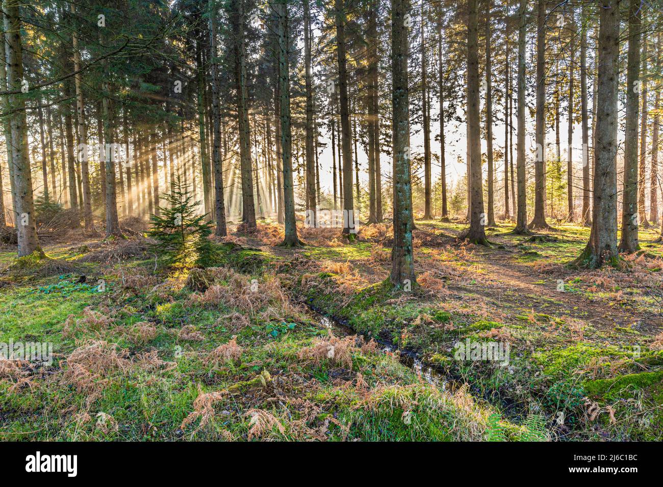 Winter in the Forest of Dean - Early morning mist near Ruspidge ...