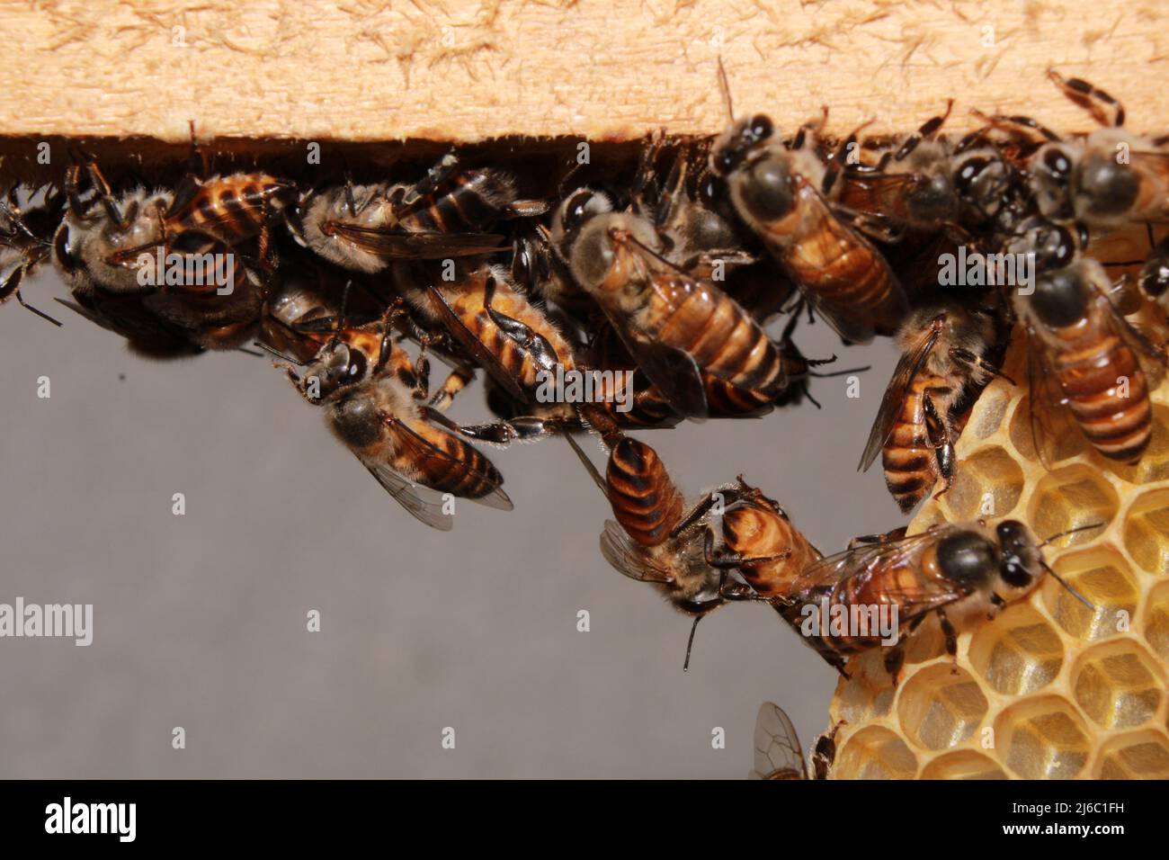 Close up view of the working bees on honey cells, apis cerana indica ...